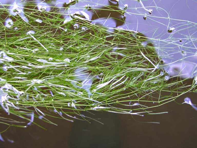 Callitriche-hamulata | Botanischer Verein zu Hamburg e. V.
